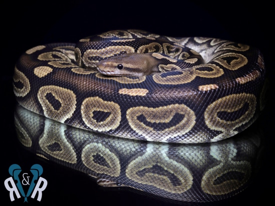 RTB Mahogany Het Red Axanthic Het Clown Ball Python by Rodents & Royals
