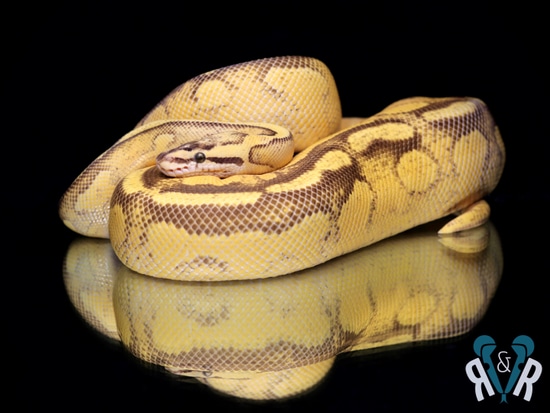 Enchi Asphalt Specter Super Pastel Ball Python by Rodents & Royals