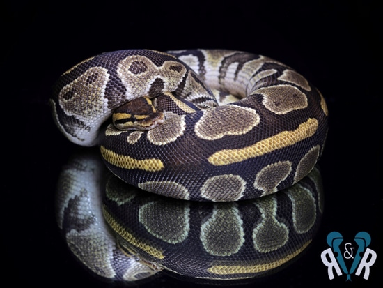 Bongo Enchi Het Clown Het Hypo Ball Python by Rodents & Royals