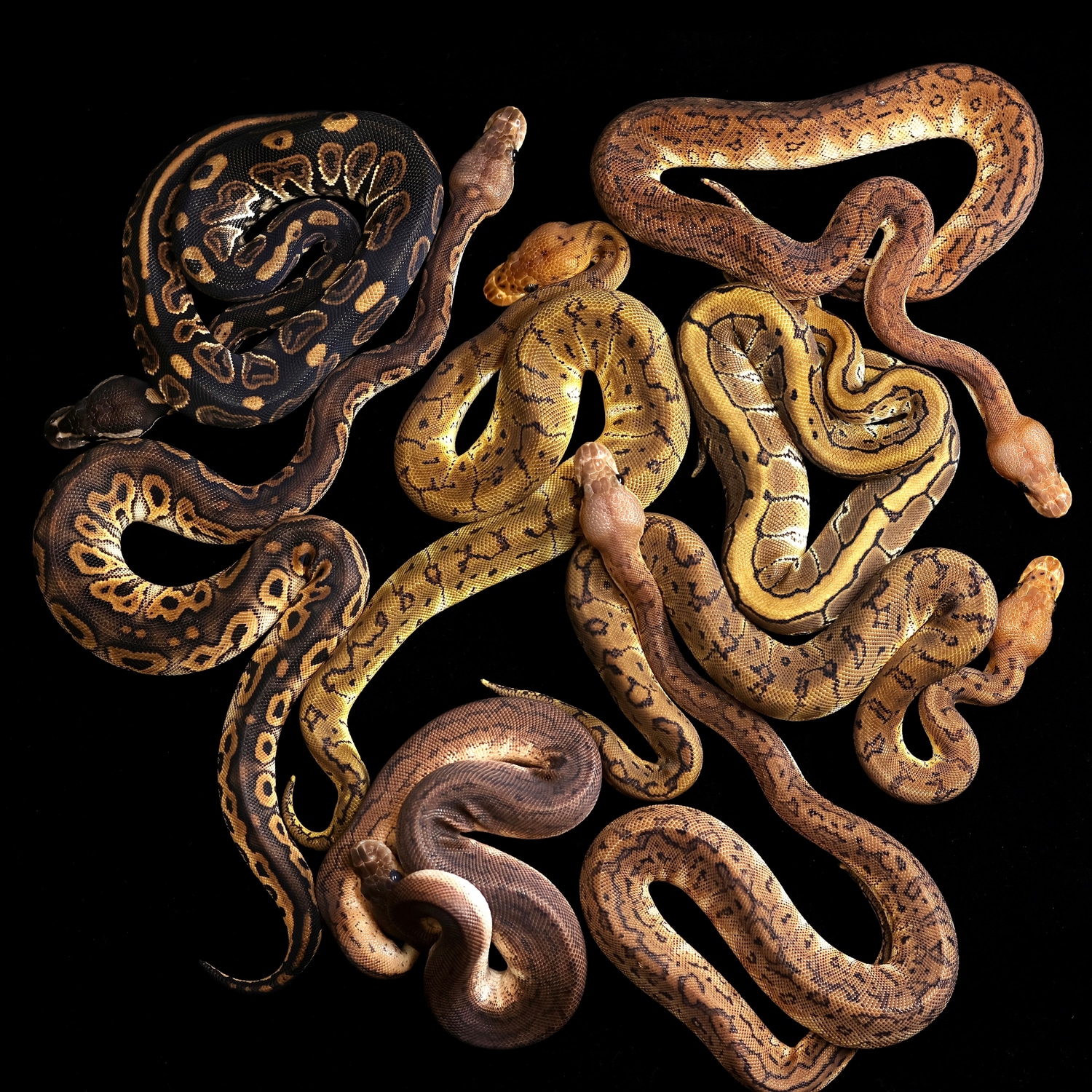 Ball Python Clutch: 230208 by Rodents & Royals - MorphMarket