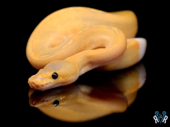 Champagne Yellow Belly Hypo (Mimosa) Het Pied Ball Python by Rodents ...