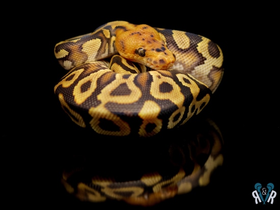 Cypress Spotnose Clown Ball Python By Rodents And Royals