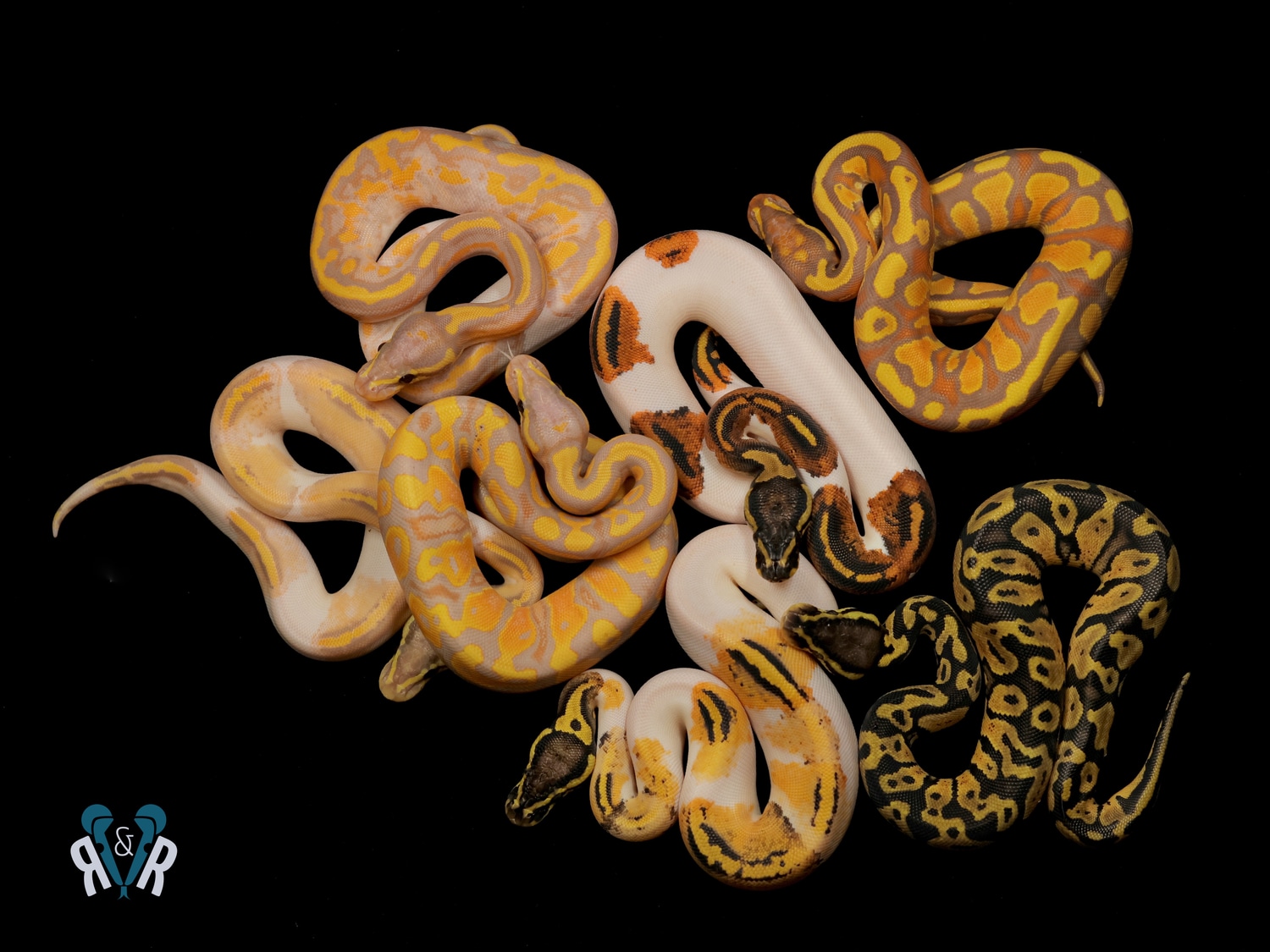 Ball Python Clutch: 240707 by Rodents & Royals - MorphMarket