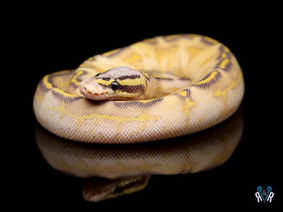 Pastel Highway Ball Python by Rodents & Royals