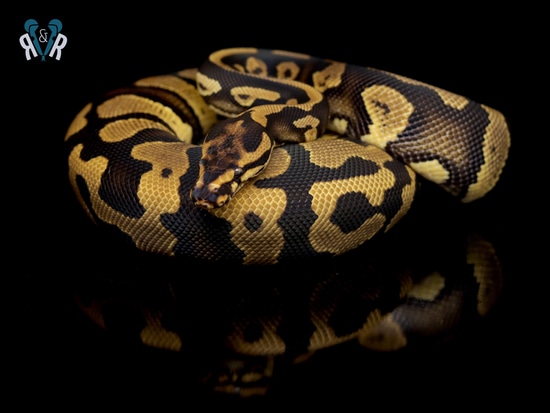 Acid Yellow Belly Het Clown Ball Python by Rodents & Royals
