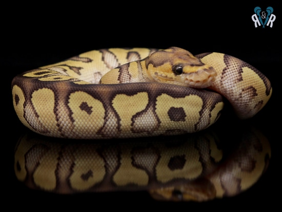 Phantom Clown (336 Grams) Ball Python by Rodents & Royals