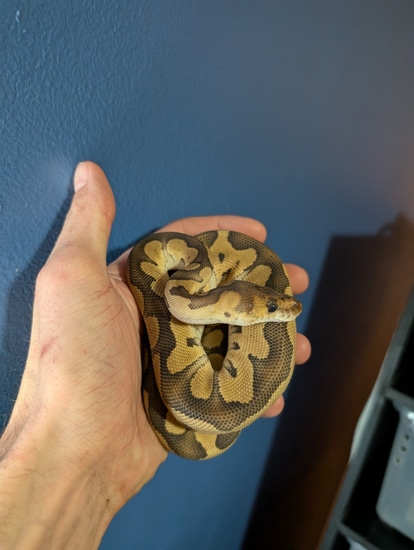 Super Blade Phantom Clown Ball Python by Foothills Reptiles