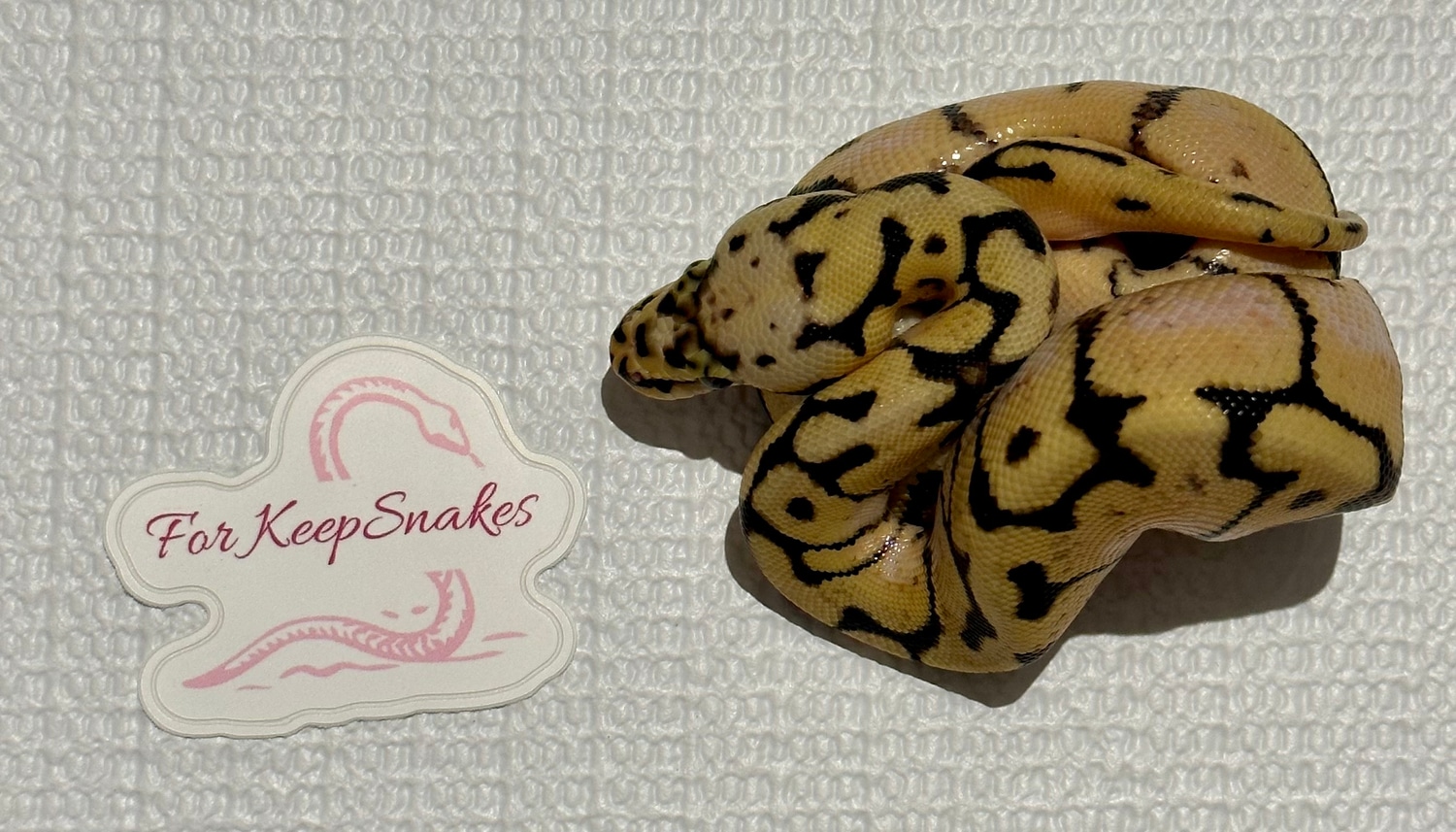 Bumblebee Yellowbelly Ball Python by For Keep Snakes - MorphMarket