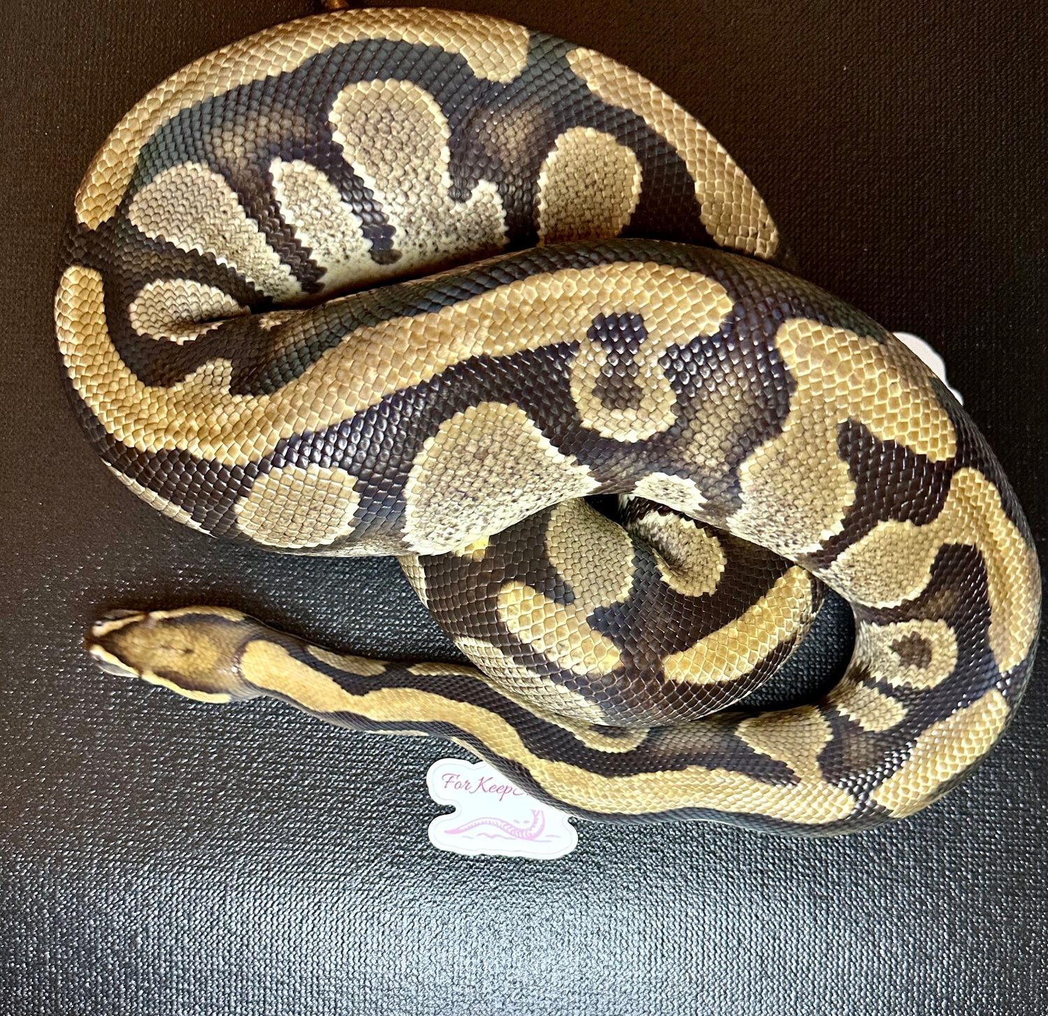 Fire Ball Python by For Keep Snakes - MorphMarket