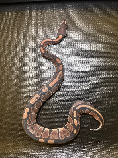 Cinnamon Yellowbelly Ball Python by For Keep Snakes