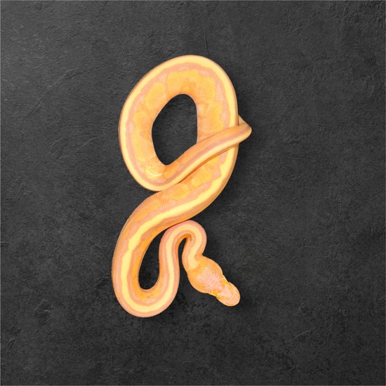 Banana Split Ball Python by For Keep Snakes