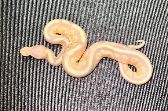 Banana Mojave Pastel Fire Het Hypo Ball Python by For Keep Snakes