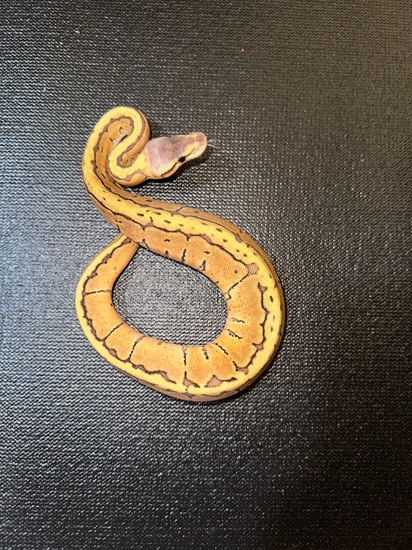 Killer Blast Het Hypo Ball Python by For Keep Snakes