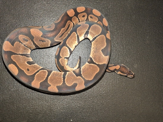 Normal Ball Python by For Keep Snakes