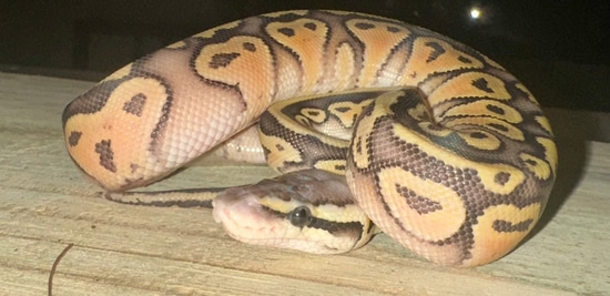 Calico Mystic Potion Ball Python by For Keep Snakes