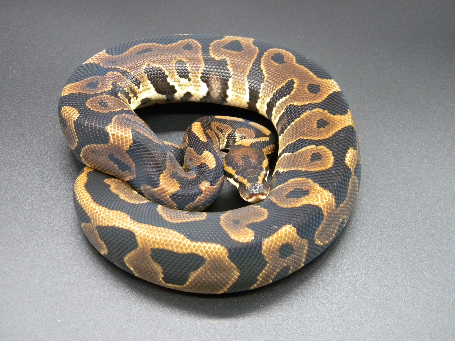 Leopard Ball Python by Red Kingdom Reptiles - MorphMarket