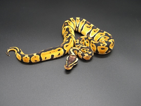 Firefly Ball Python by Red Kingdom Reptiles