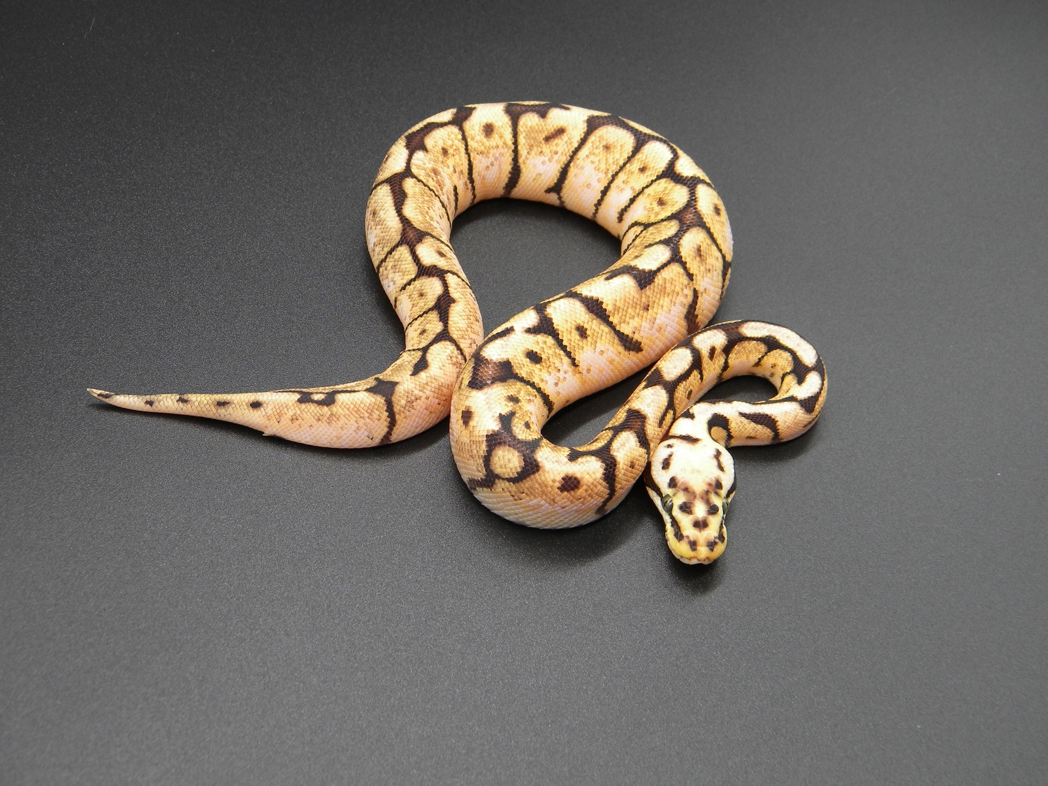 Bumblebee Ball Python by Red Kingdom Reptiles - MorphMarket