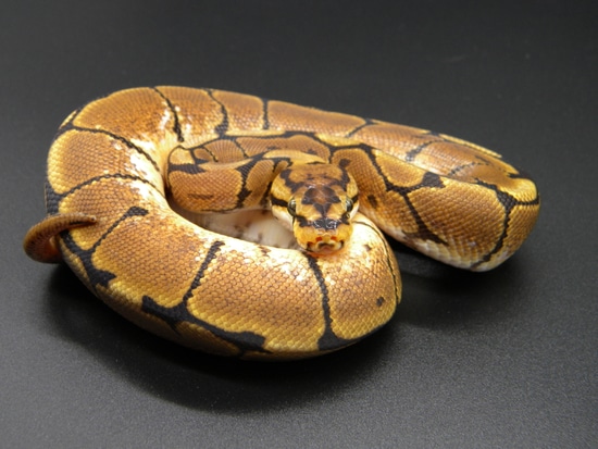 Spider Ball Python by Red Kingdom Reptiles