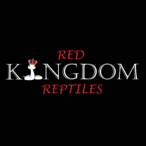 Ball Python Clutch: 2022-Clutch2 by Red Kingdom Reptiles - MorphMarket Ball Python Clutch: 2022-Clutch2 by Red Kingdom Reptiles - MorphMarket