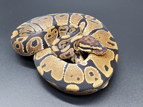 Normal Ball Python by Red Kingdom Reptiles