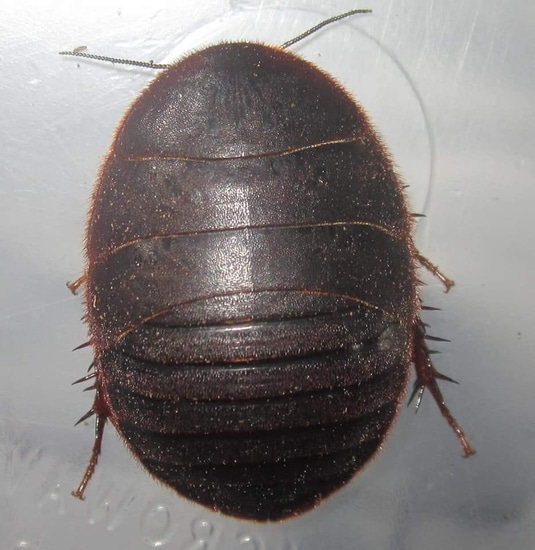 Chinese Medicinal Roach (Eupolyphaga Sinensis) 'White Eyes' 10 Ct Mixed ...