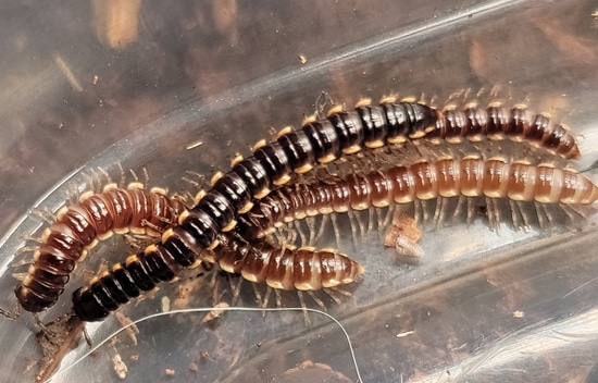 Yellow Spotted Flatback Millipedes (Orthomorpha Coarctata) 10 Ct by ...