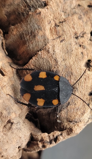 Orange Domino Roach (Therea Regularis) 10 Ct Cockroach by Forest Fauna NY