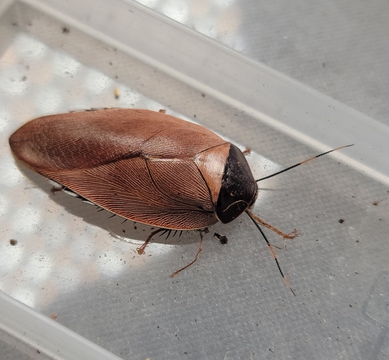 Pink Roach (Gyna Capucina) 10 Ct Cockroach by Forest Fauna NY