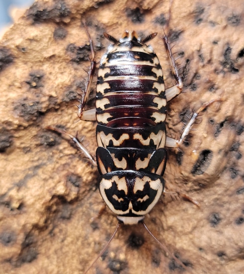 Harlequin Roach (Neostylopyga Rhombifolia) 10 Ct Cockroach by Forest ...
