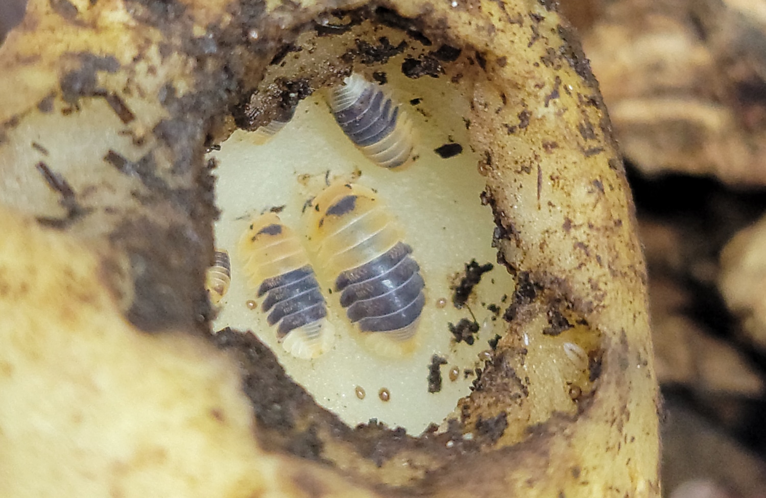 Cubaris Sp. Bumblebee 10 Ct Isopod by Forest Fauna NY - MorphMarket