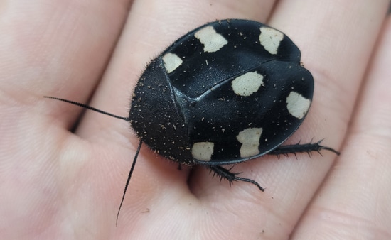 Domino Roach (Therea Petiveriana) 20 Ct Cockroach by Forest Fauna NY
