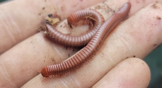 Scarlet Millipedes (Trigoniulus Sp. Corallinus) 15 Ct by Forest Fauna NY