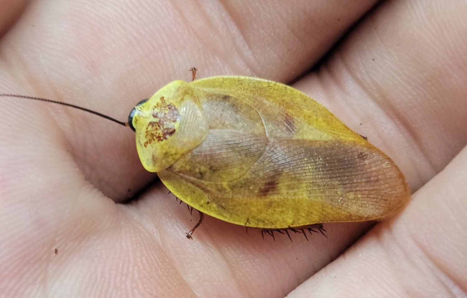 Porcelain Roach (Gyna Lurida) 'Yellow' 10 Ct Cockroach by Forest Fauna NY - MorphMarket