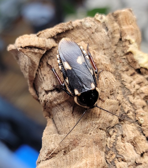 Taiwanese Assassin Beetle Mimic Roach (Paranauphoeta Formosana) 10 Ct ...