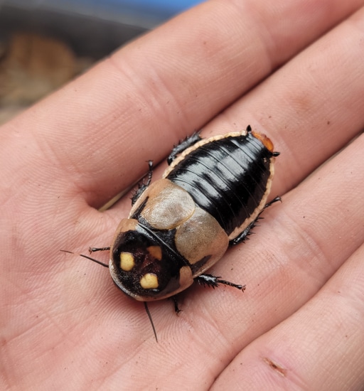 Glowspot Roach (Lucihormetica Subcincta) 10 Ct Cockroach by Forest Fauna NY