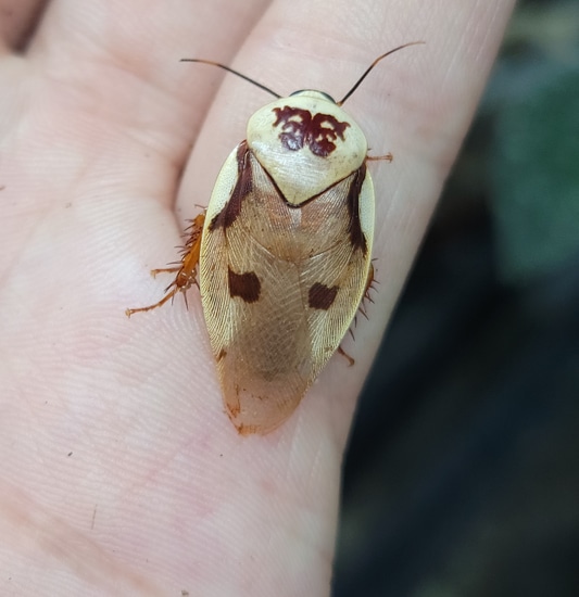 Centurion Roach (Gyna Centurio) 10 Ct Cockroach by Forest Fauna NY