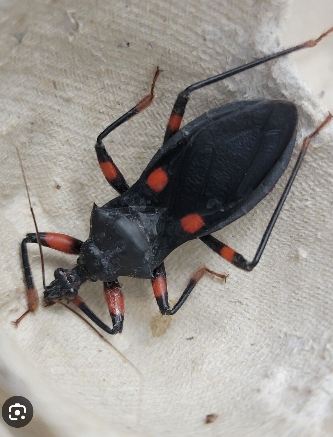 Red Spot (Platymeris Rhadamanthus) 10 Ct Assassin Bug by Forest Fauna ...