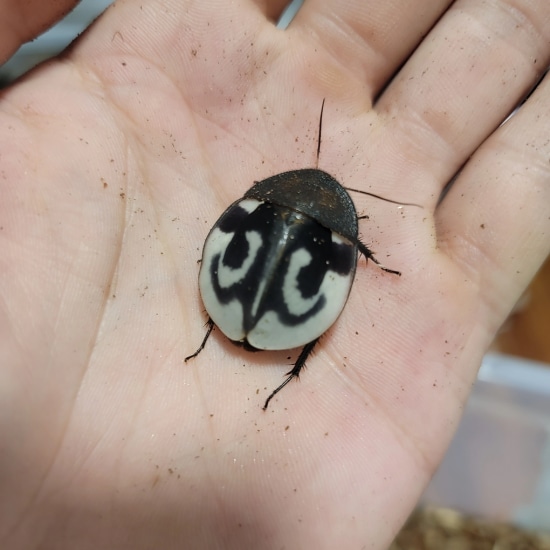 Question Mark Roach (Therea Olegrandjeani) 20 Ct Cockroach by Forest ...