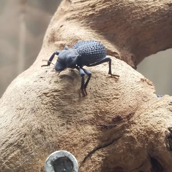 Blue Death Feigning Beetles 1 Ct by Forest Fauna NY