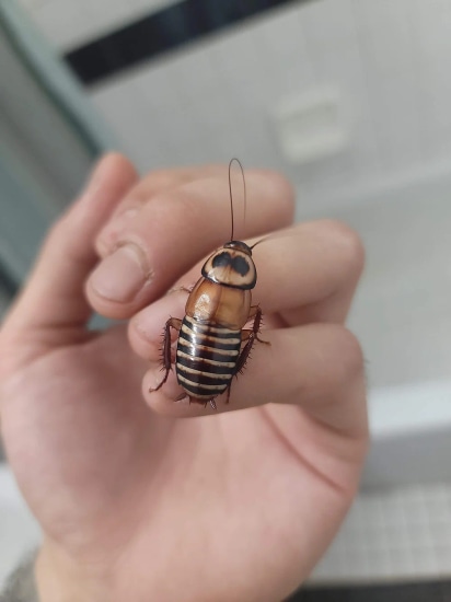 Costa Rican Zebra Roach (Eurycotis Decipiens) 12 Ct Cockroach by Forest Fauna NY