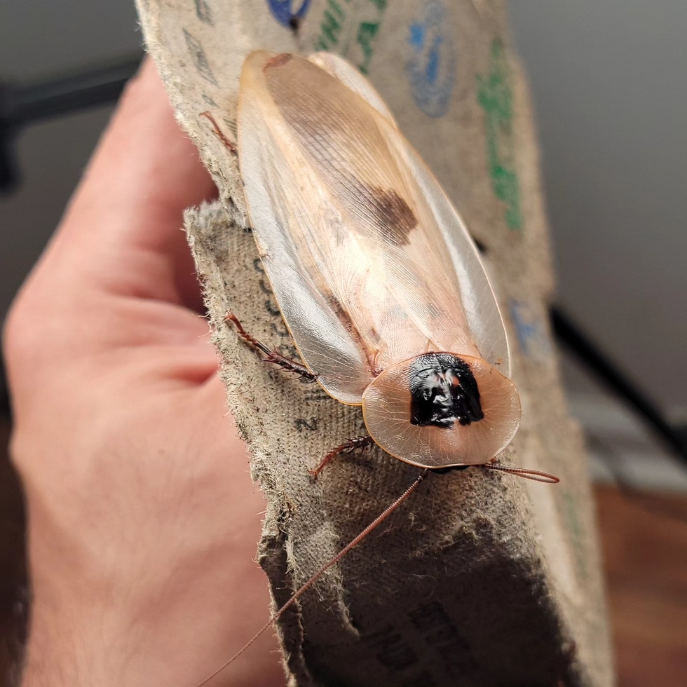 Giant Cave Roach (Blaberus Giganteus) 10 Ct More Invertebrate by Forest ...