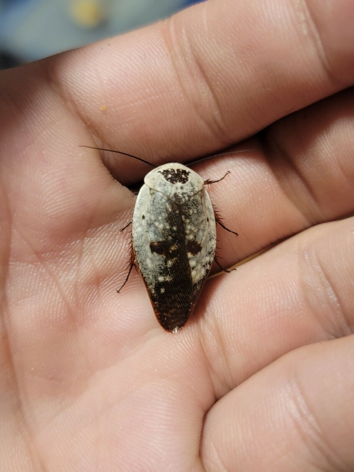 Chrome Roach (Gyna Caffrorum) 30ct More Invertebrate by Forest Fauna NY ...