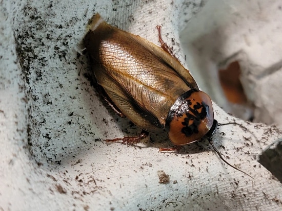 Orange Head Roach (Eublaberus Sp. Posticus) 20 Ct Cockroach by Forest ...