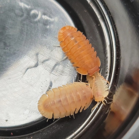 Cubaris Sp. Red Edge (Orange) 8 Ct Isopod by Forest Fauna NY