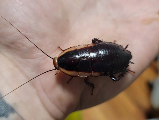 Scrub Roach (Eurycotis Sp. Opaca) 'Soroa' 10 Ct Cockroach by Forest ...