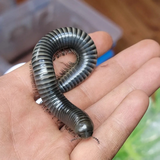 Blue Phillipine Giant Millipedes (Acladocricus Sp.) 1 Ct by Forest Fauna NY
