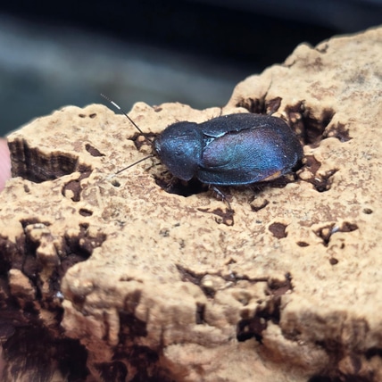 Forest Fauna NY - MorphMarket