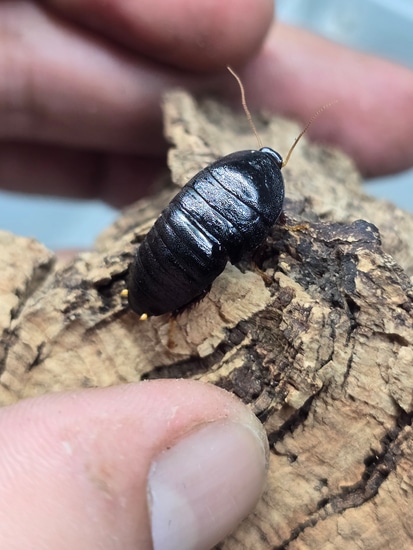 Golden Foot Roach (Pseudoglomeris Tarsalis) 10 Ct Cockroach by Forest ...