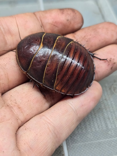 Sassure's Giant Sand Roach (Polyphaga Sassurei) 10 Ct Cockroach by ...